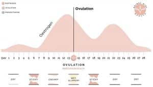 Egg White Discharge and Ovulation: Fertile Mucus Signs ...