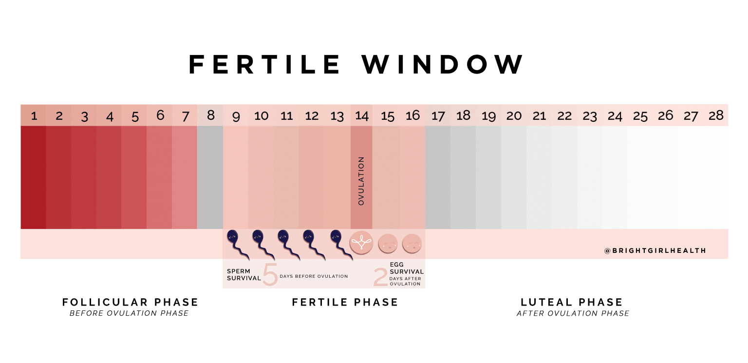Can You Have EWCM and Not Ovulate? Fertile Mucus Without an LH Surge